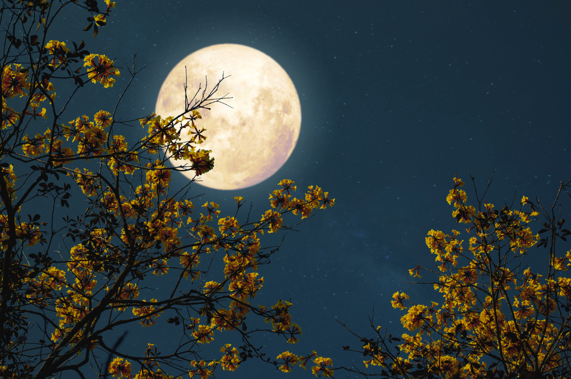 The Importance of Full Moons - Expert Psychics